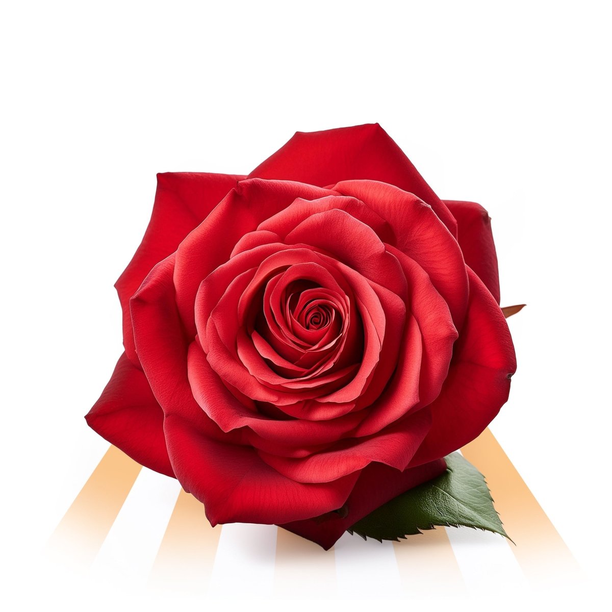 Rose - 10g Pure Oil – Pick n Melt