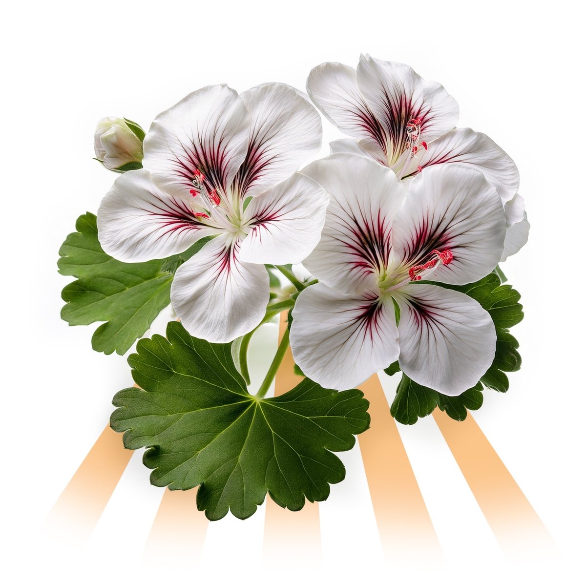 White Geranium - Jar Candles – Pick n Melt